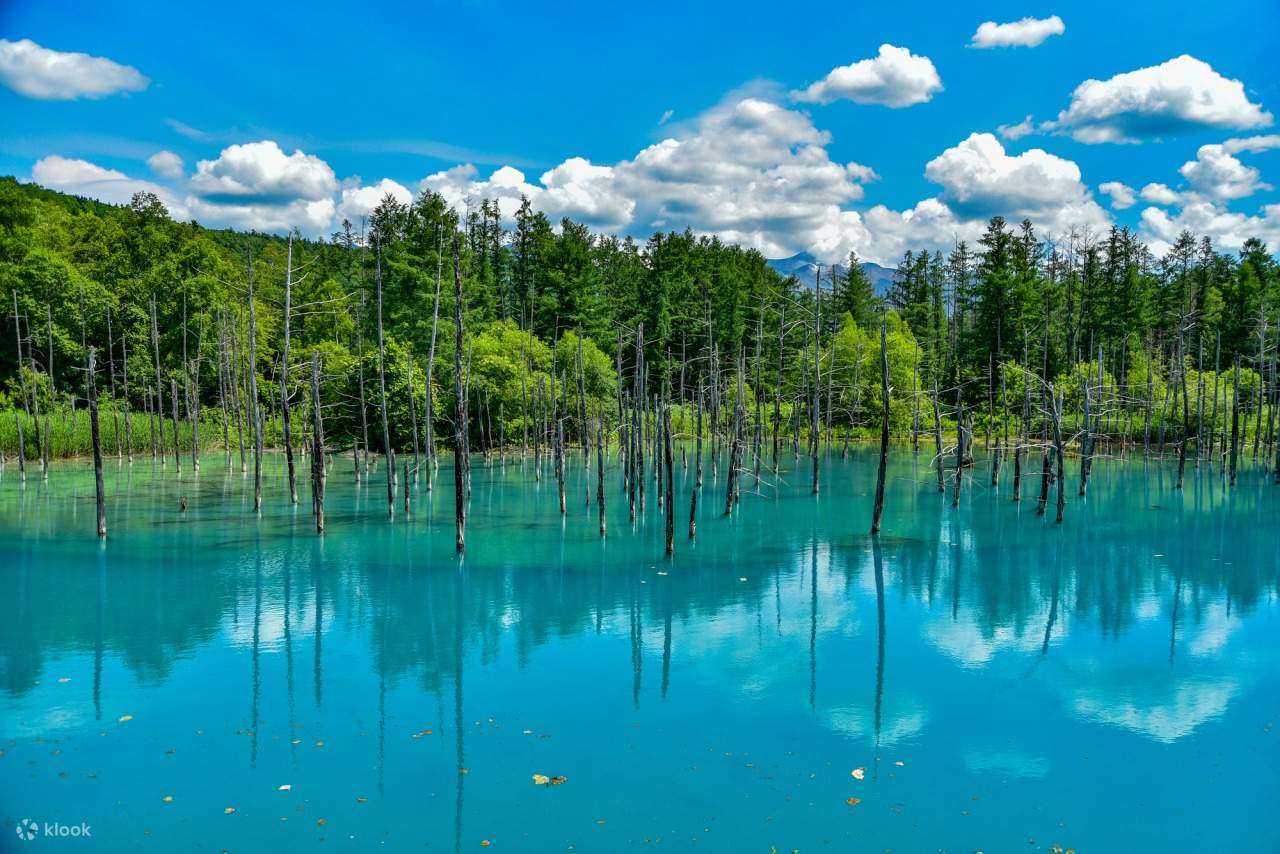 [Hokkaido Breathtaking Scenery Day Trip] Furano Biei, Otaru Kamui Cape ...